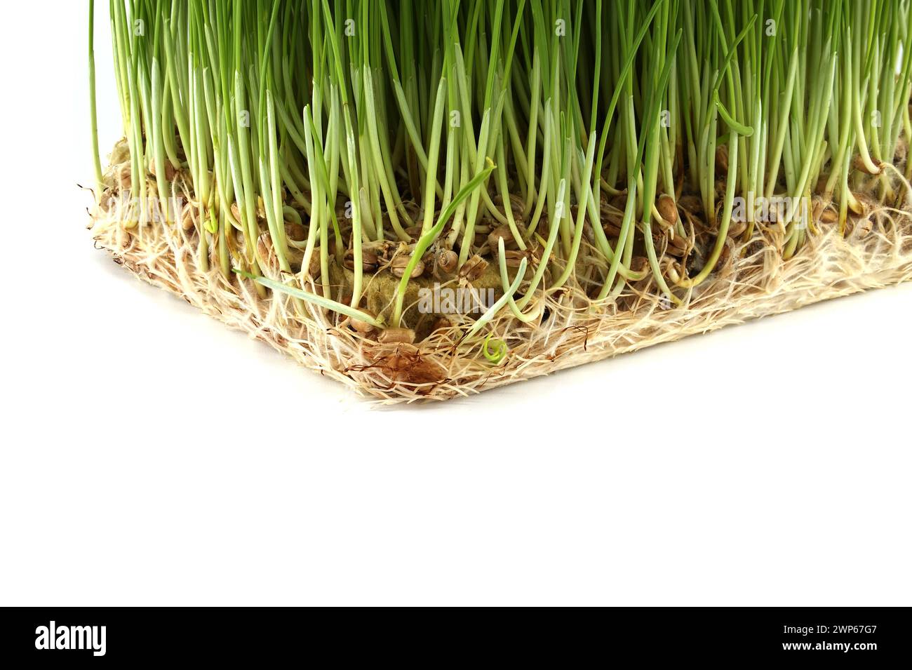 Fresh green wheatgrass with visible roots isolated on white background ...