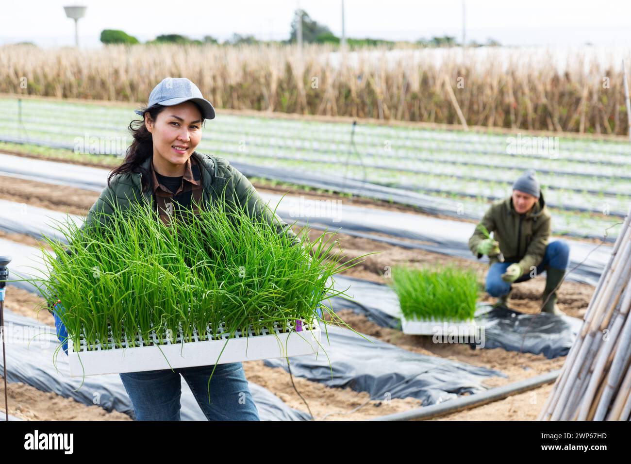 Asian female gardener planting sprouts of garlic Stock Photo - Alamy