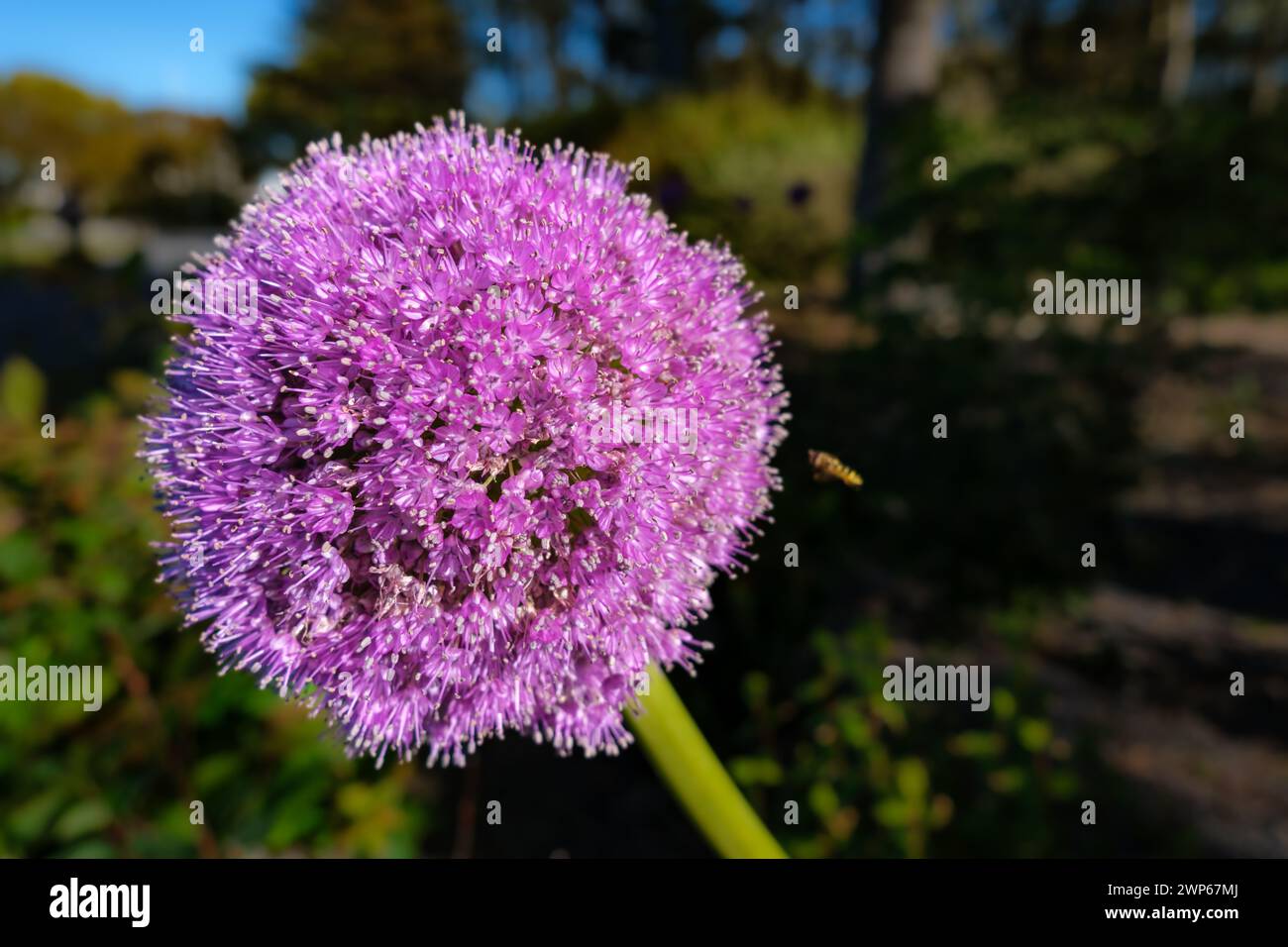 Purple Allium giganteum set against green, blurred background. Stem ...