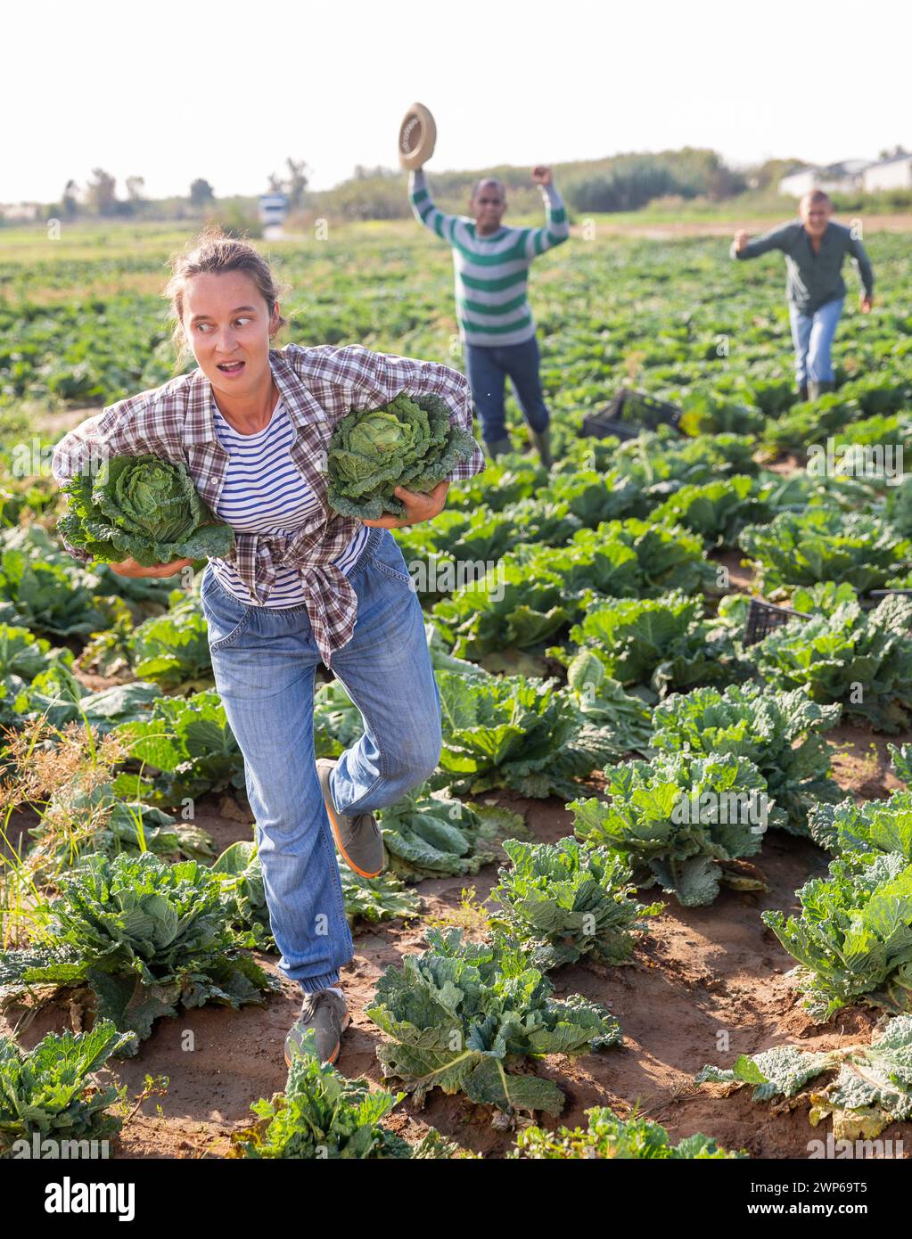 Woman stealing cabbage on vegetables farm field Stock Photo - Alamy