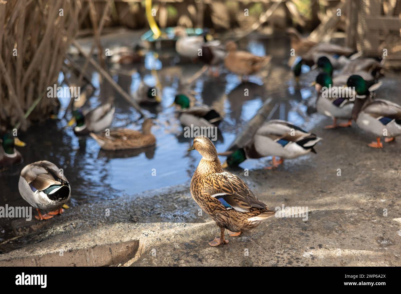 Poultry ducks in village yard hi-res stock photography and images - Alamy