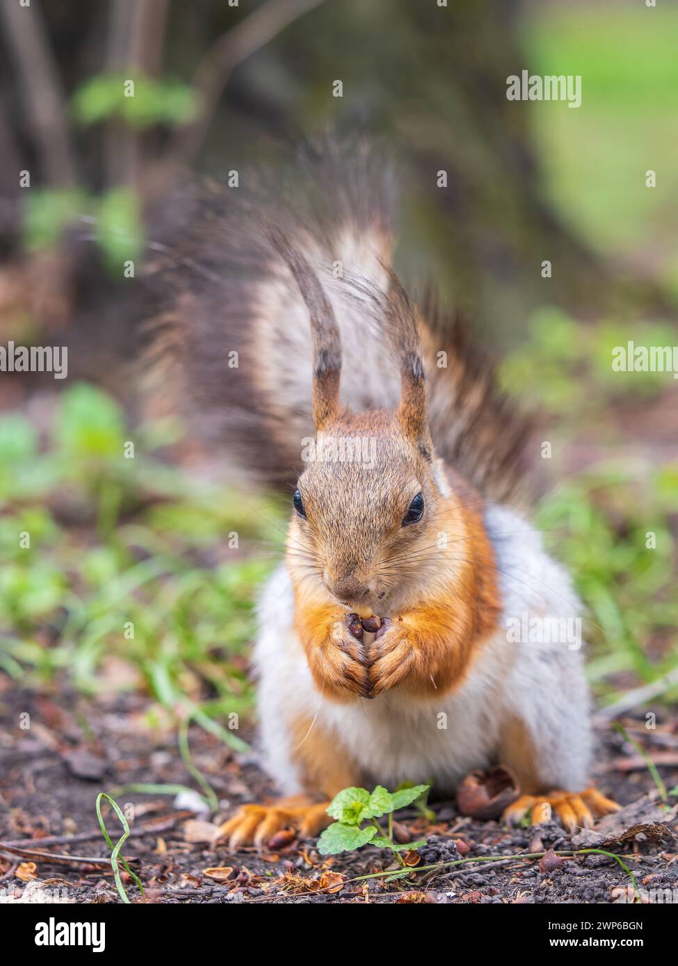 Squirrel eats a nut while sitting in green grass. Eurasian Red squirrel, Sciurus vulgaris ...