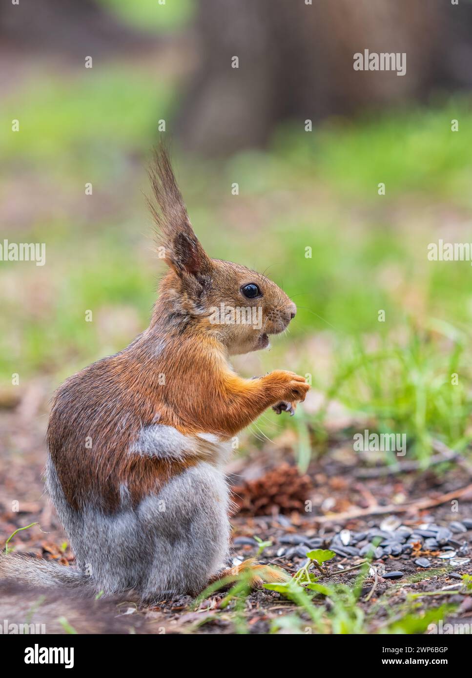 Squirrel eats a nut while sitting in green grass. Eurasian Red squirrel, Sciurus vulgaris ...