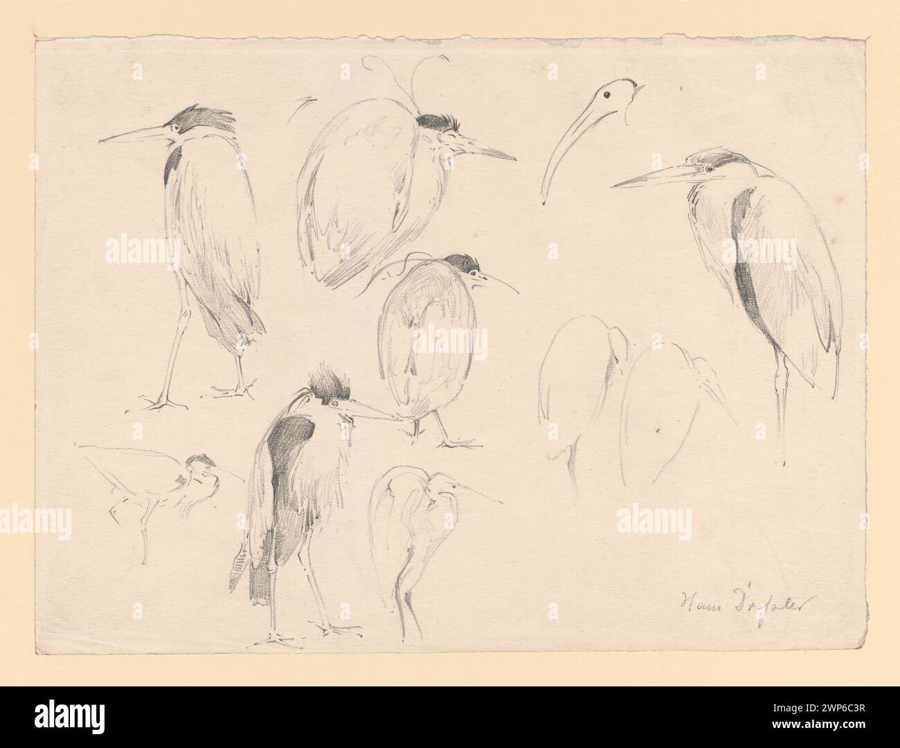 Hans Dressler's pre-1934 bird studies, including Lepowron, caps, and ...