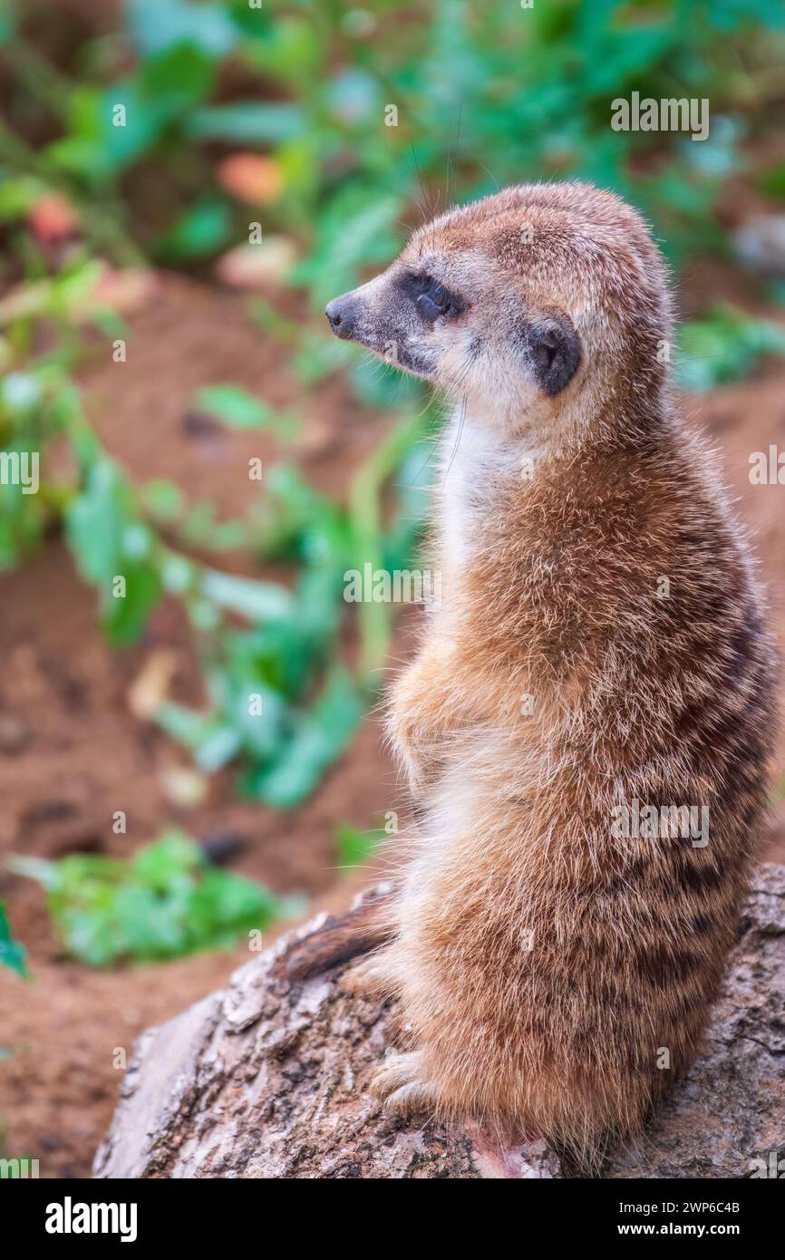 Meerkat ,Suricata suricatta, on hind legs. Portrait of meerkat standing ...