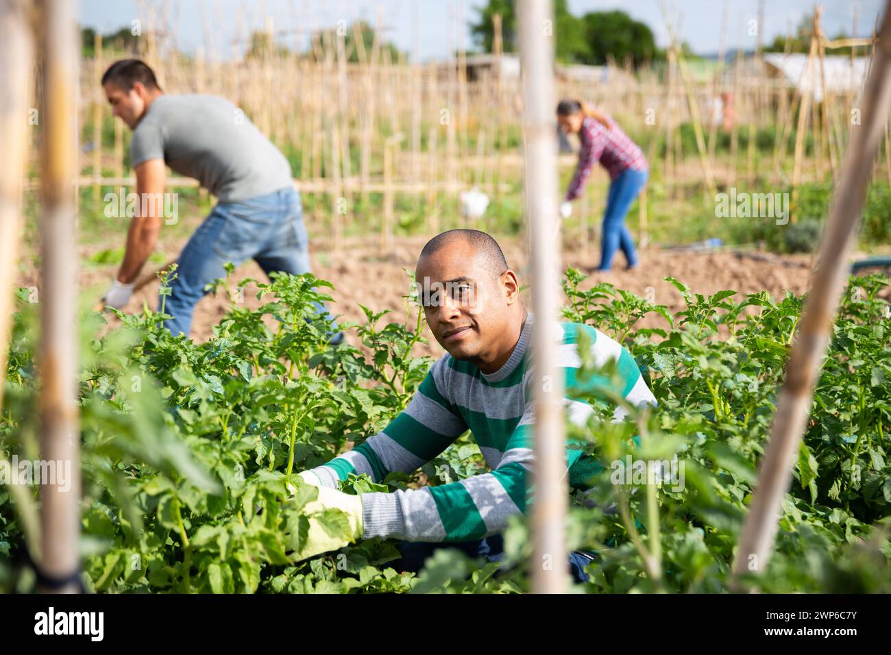 Hired worker collects insect pests from potato sprouts Stock Photo - Alamy