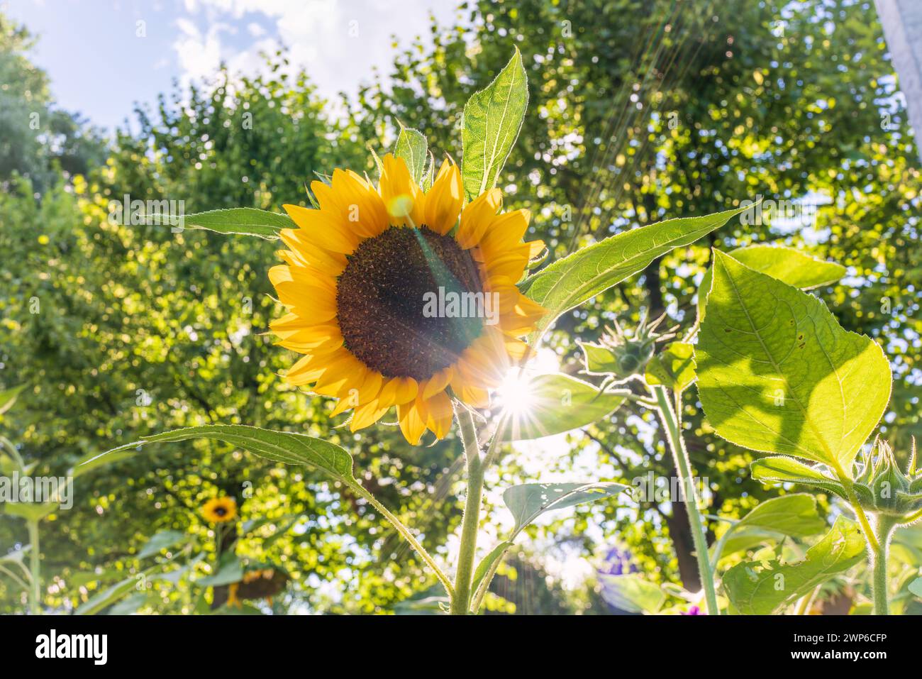 Setting sun over field of blooming sunflowers. Bright photo of ...