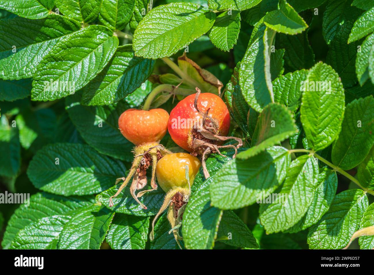 Autumn or summer nature background with rose hips branches in the ...