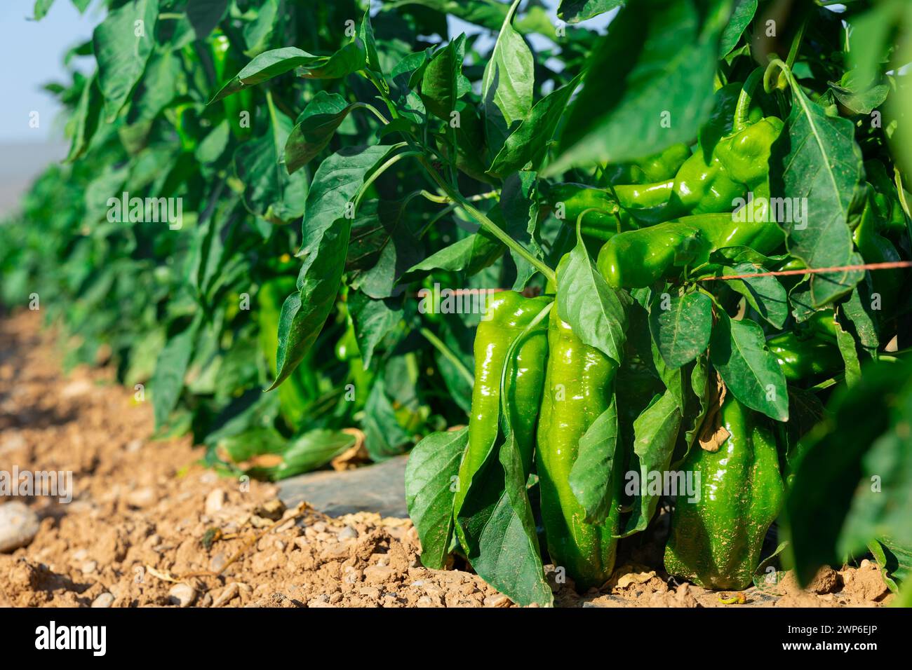 Green bell pepper grows in farmer field on summer sunny day Stock Photo ...
