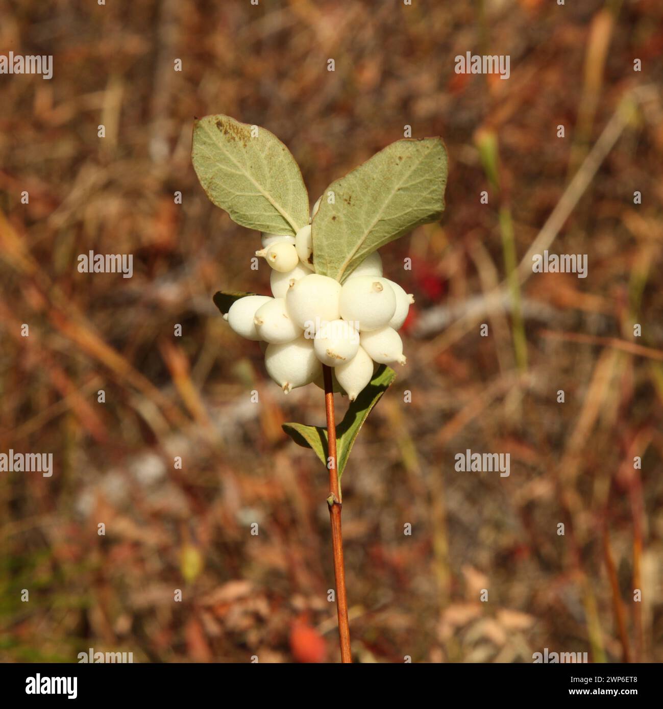 Snowberry (Symphoricarpos albus) in Beartooth Mountains, Montana Stock ...