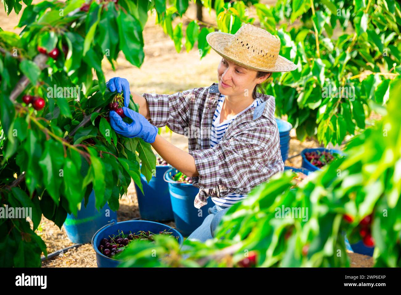 Cheerful female farm worker harvesting sweet cherries in garden Stock ...