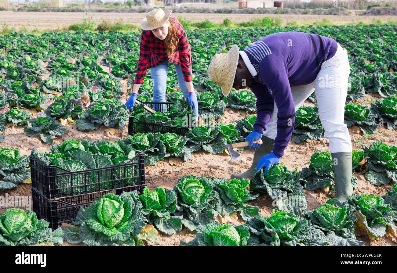 African-american man working on farm field on summer day, harvesting ...