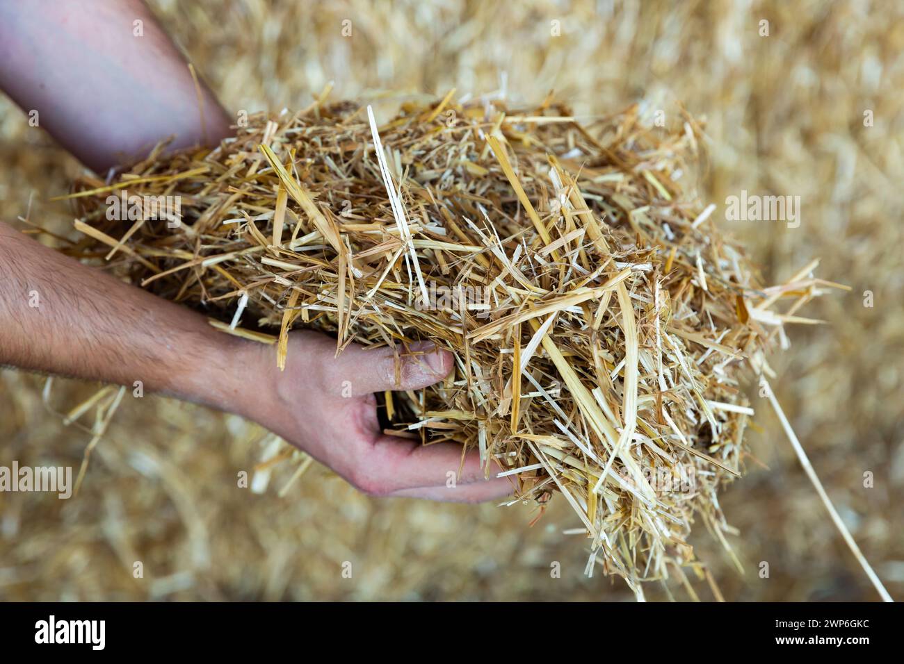 Pair of hands holding hay Stock Photo - Alamy