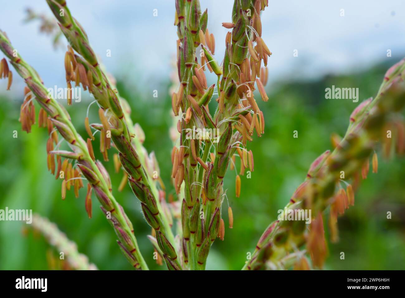 corn tree plant of flowers, stems, and leaves in a field Stock Photo ...