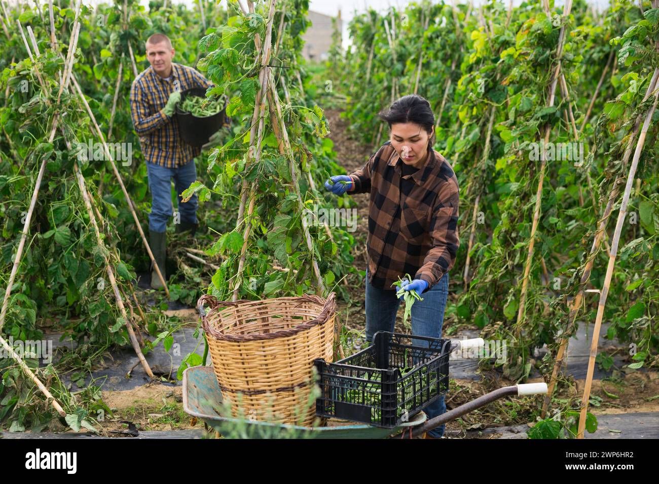 Caucasian man and Asian woman collecting haricot Stock Photo - Alamy