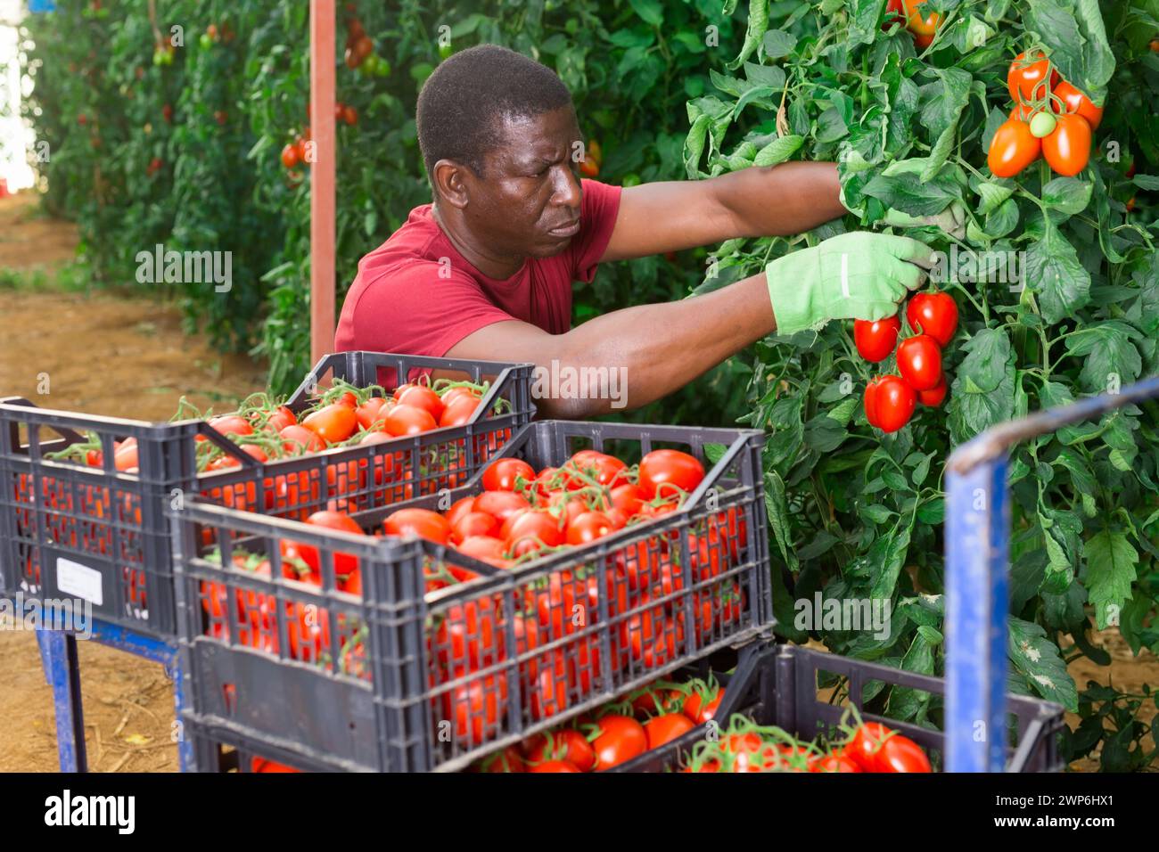 African american horticulturist harvesting red tomatoes in glasshouse ...