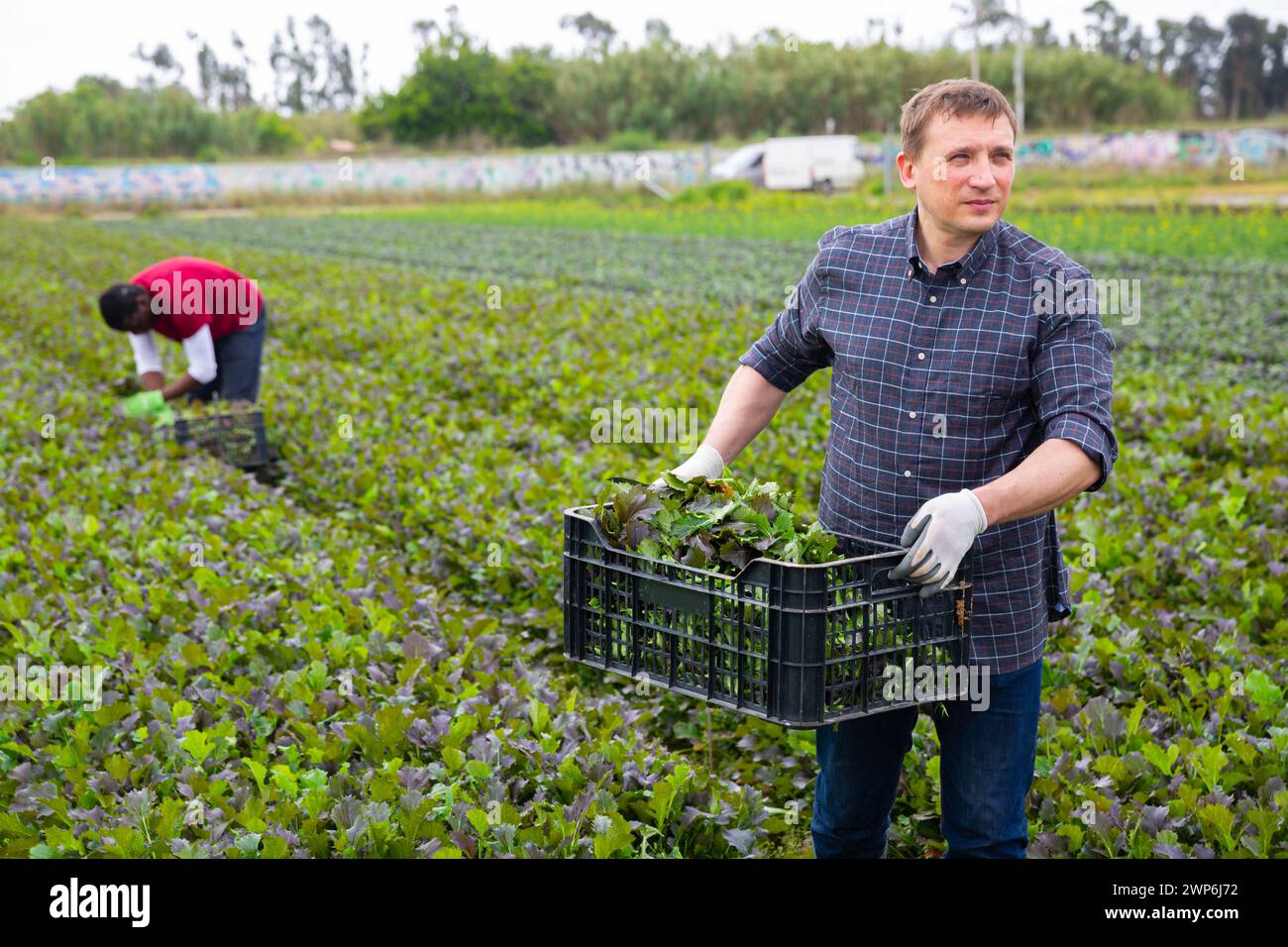 Man horticulturist holding crate with harvest mustard leaf on the ...