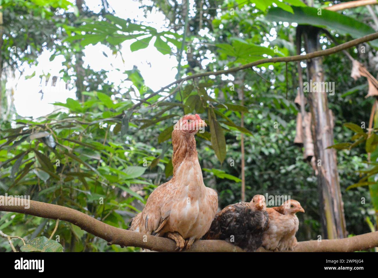 Photo of some native chickens Stock Photo - Alamy