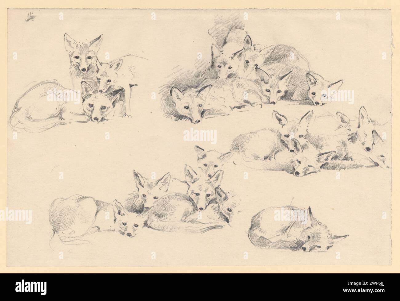 Early zoological study hi-res stock photography and images - Alamy
