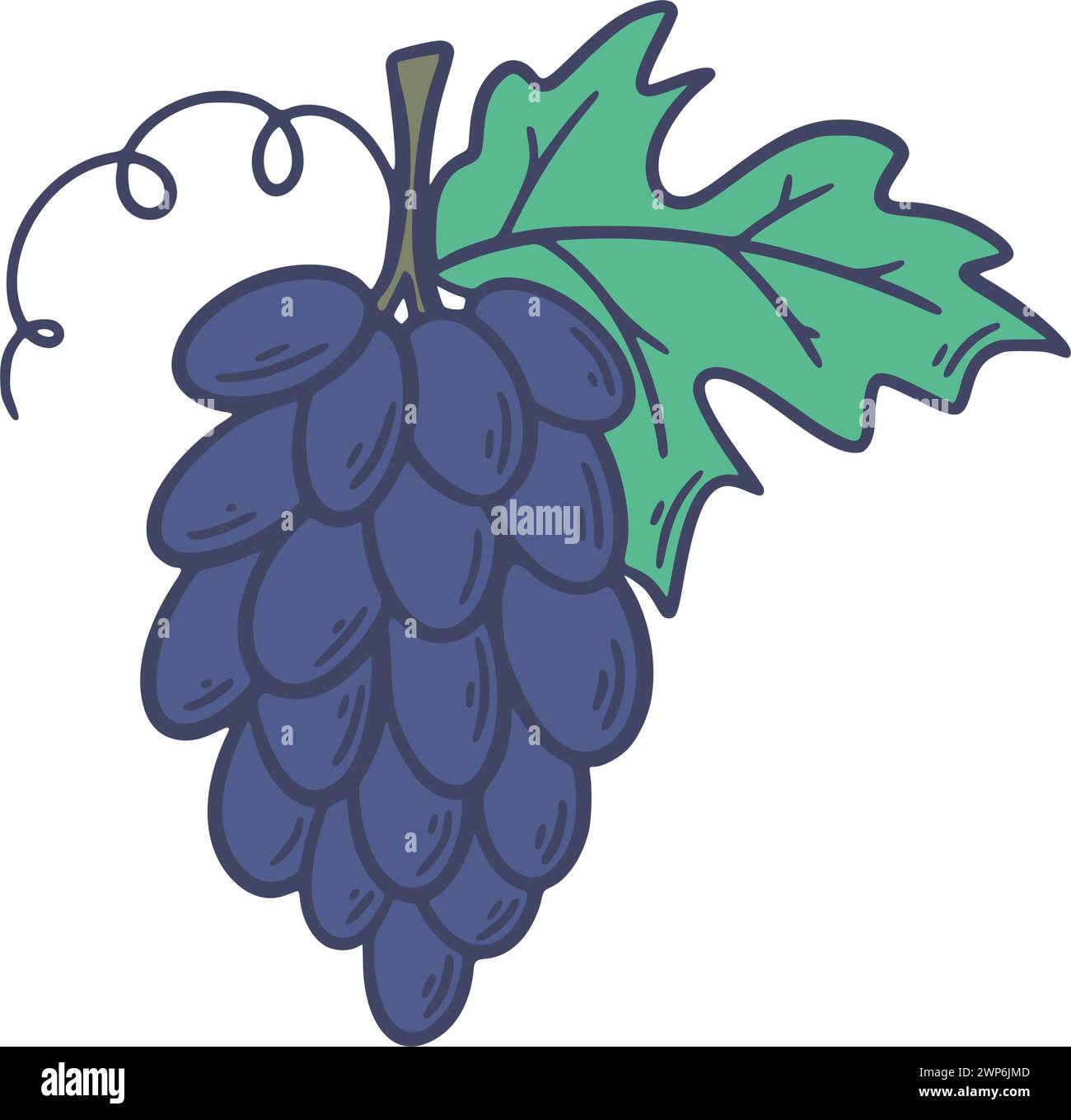 Blue grapes drawing Stock Vector Images - Alamy
