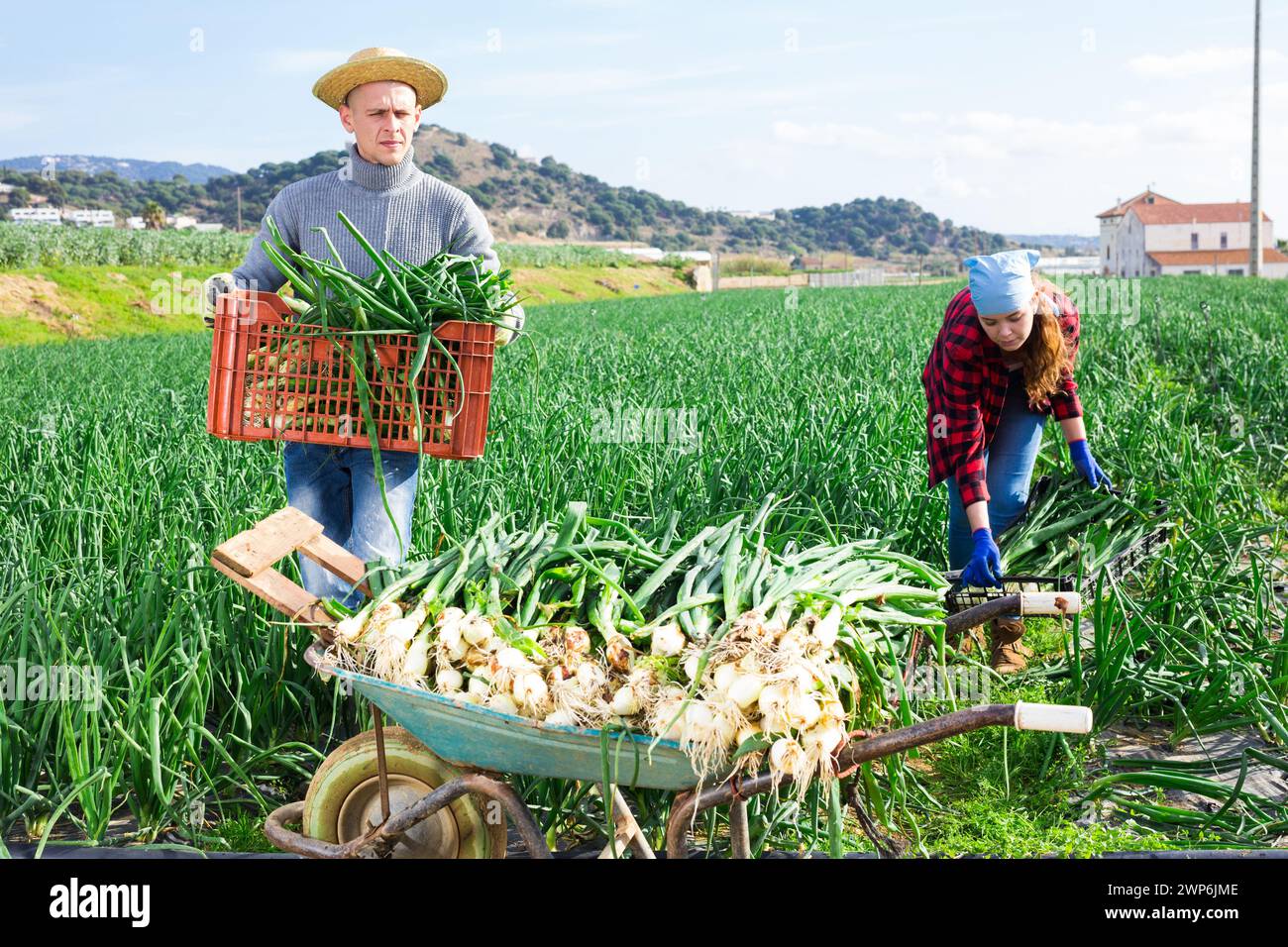 Farm family harvesting spring onions on vegetable plantation Stock ...