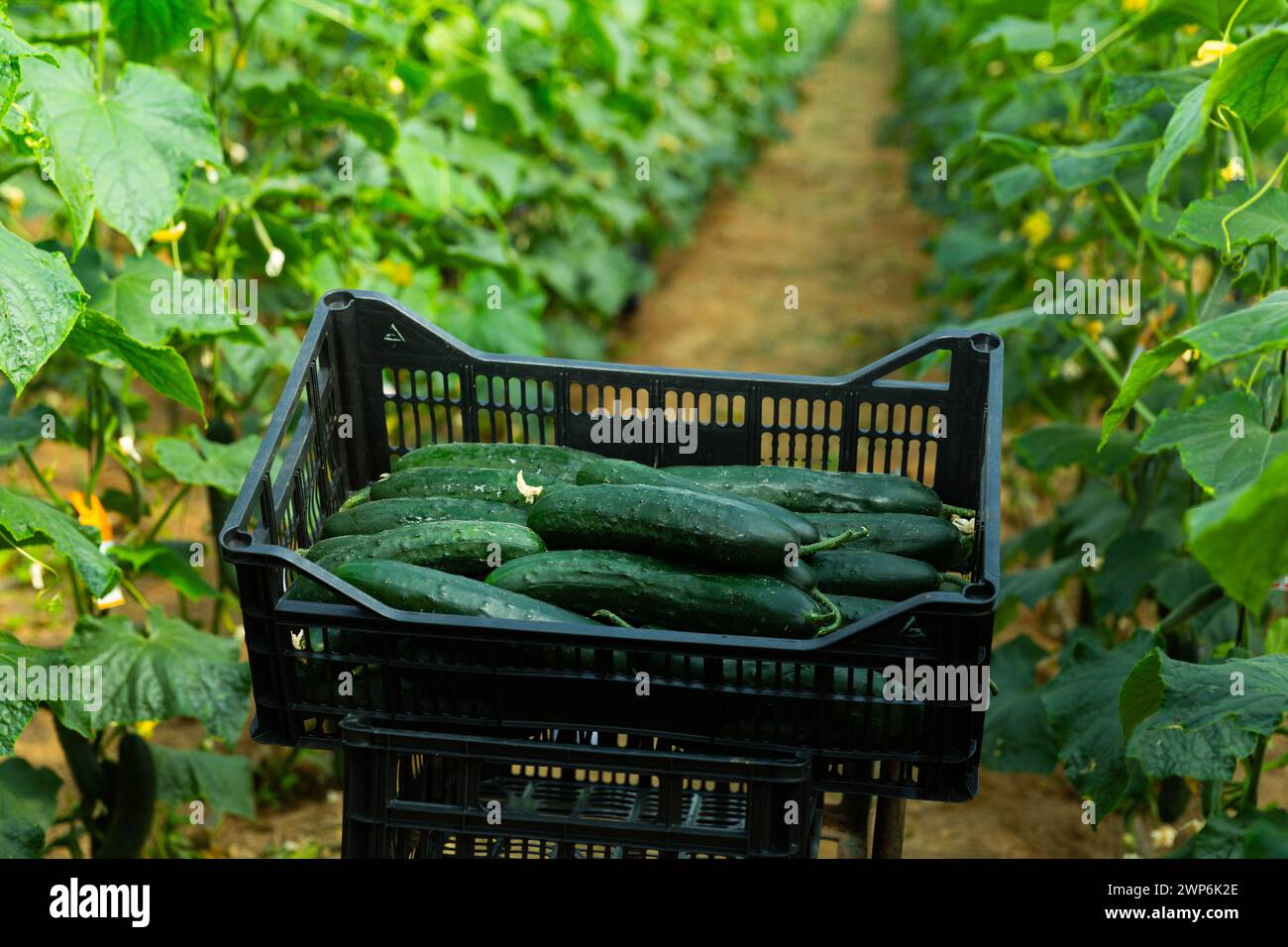 Freshly picked cucumbers in box Stock Photo - Alamy