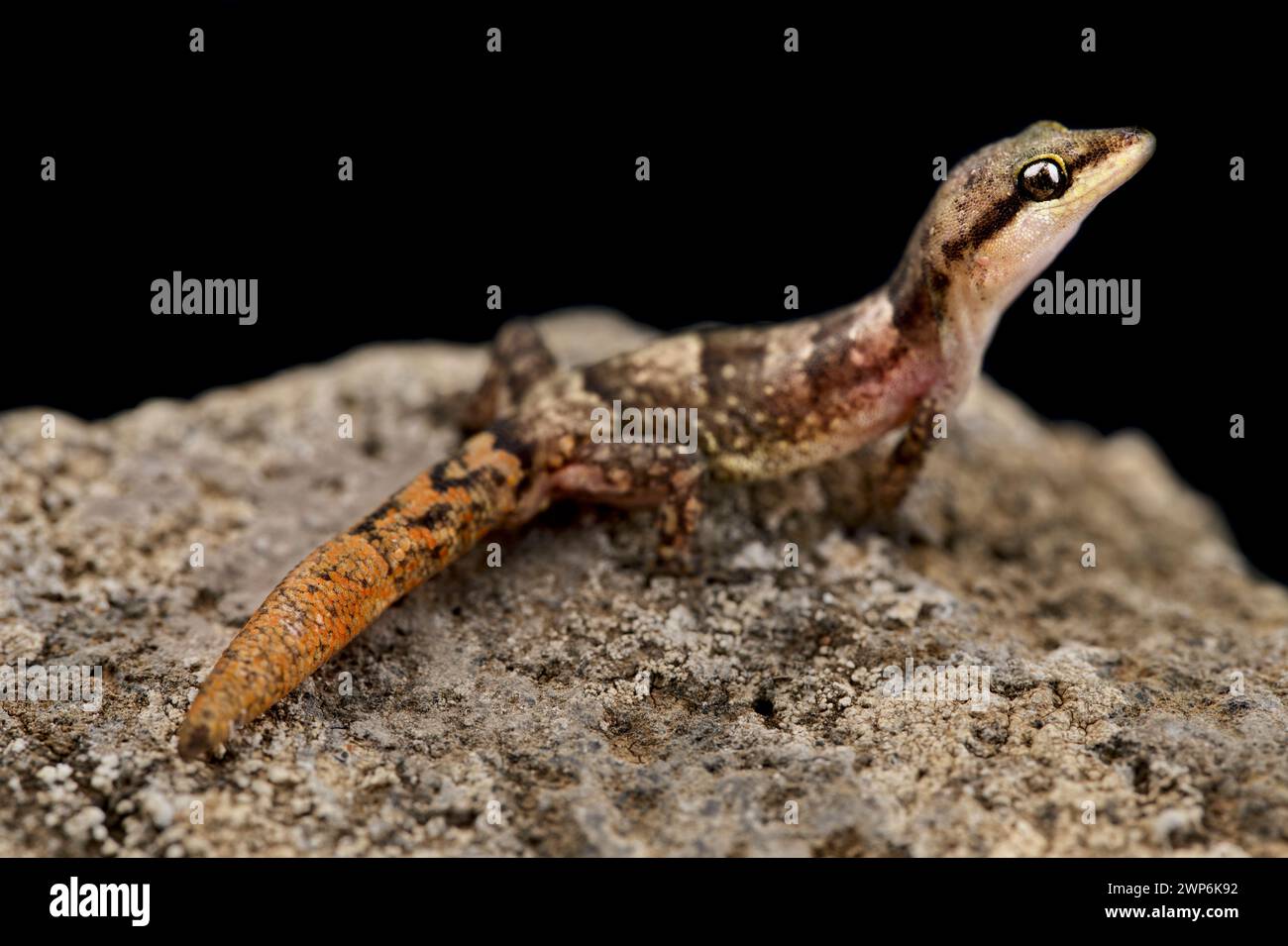 Sao Nicolau leaf-toed gecko (Hemidactylus nicolauensis Stock Photo - Alamy