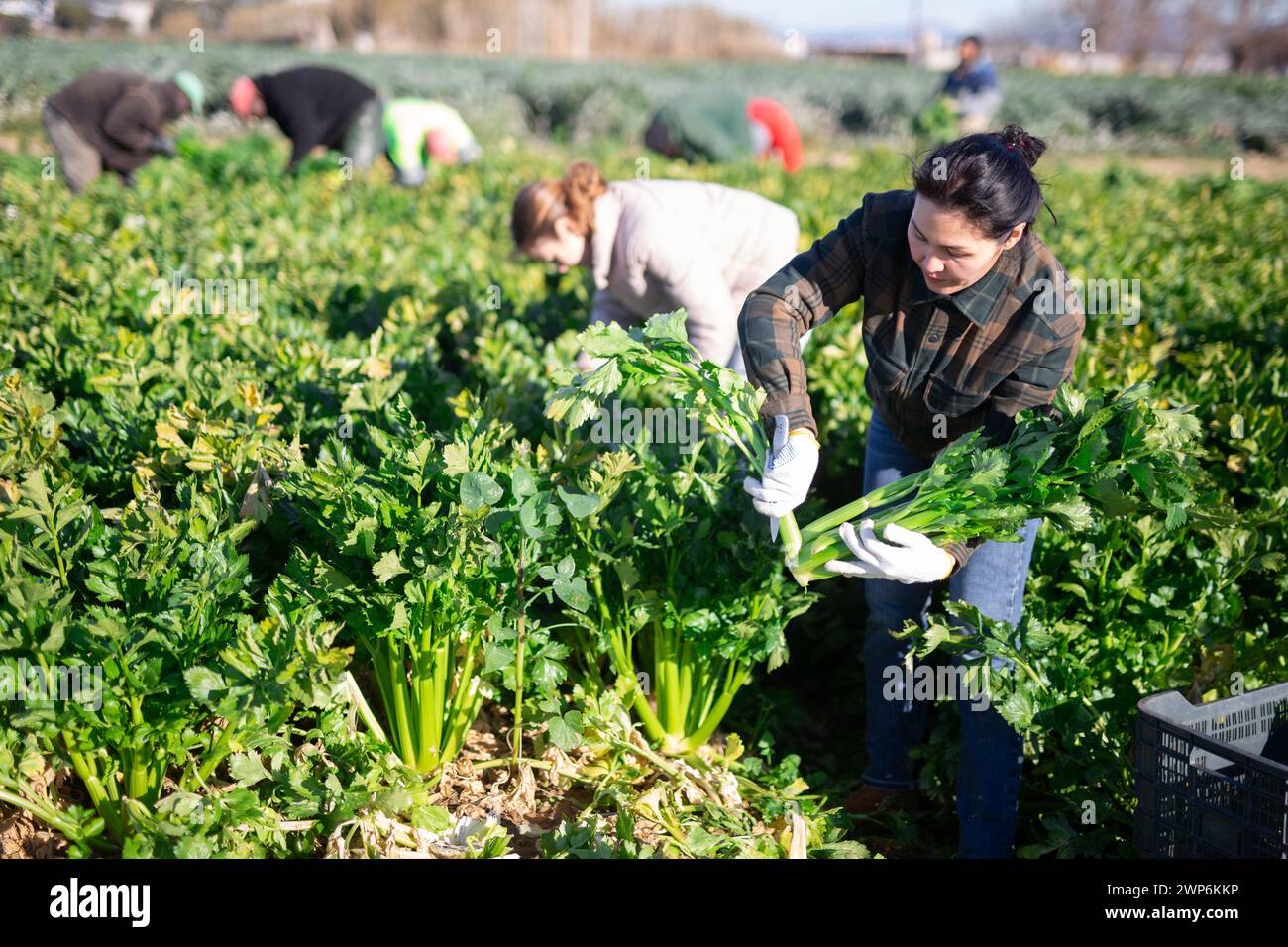 Asian woman farm worker harvesting celery on field in spring Stock Photo - Alamy