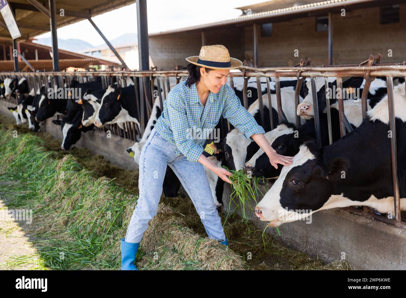 Farm worker feeding grass to cows in barn Stock Photo - Alamy