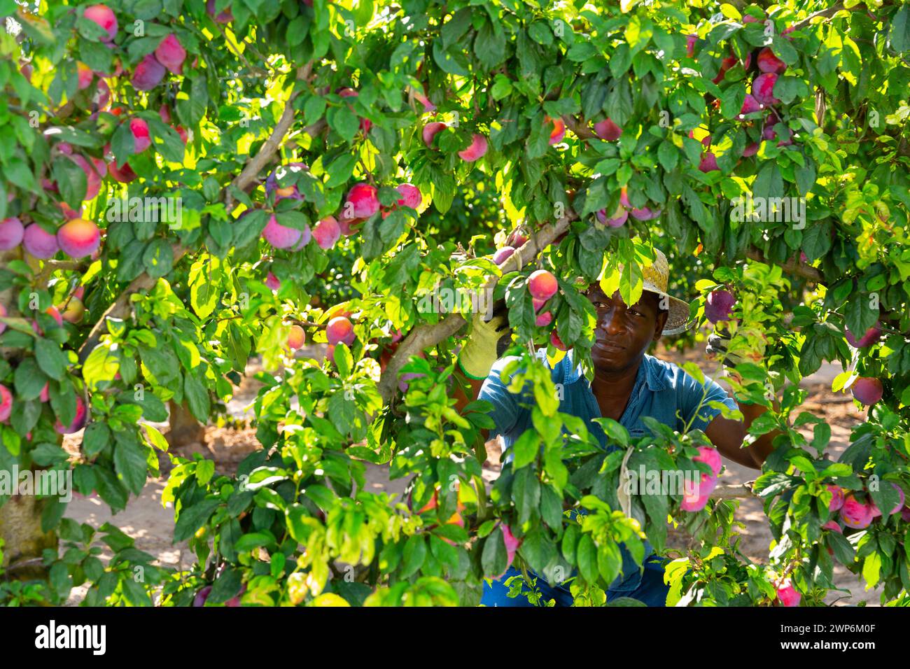 African plum tree hi-res stock photography and images - Alamy