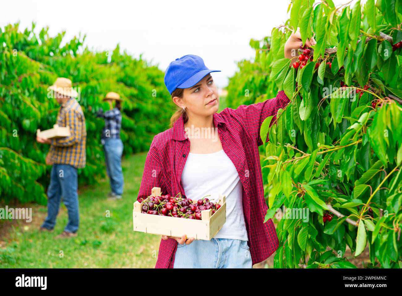 Farmers picking sweet cherries in fruit garden Stock Photo - Alamy