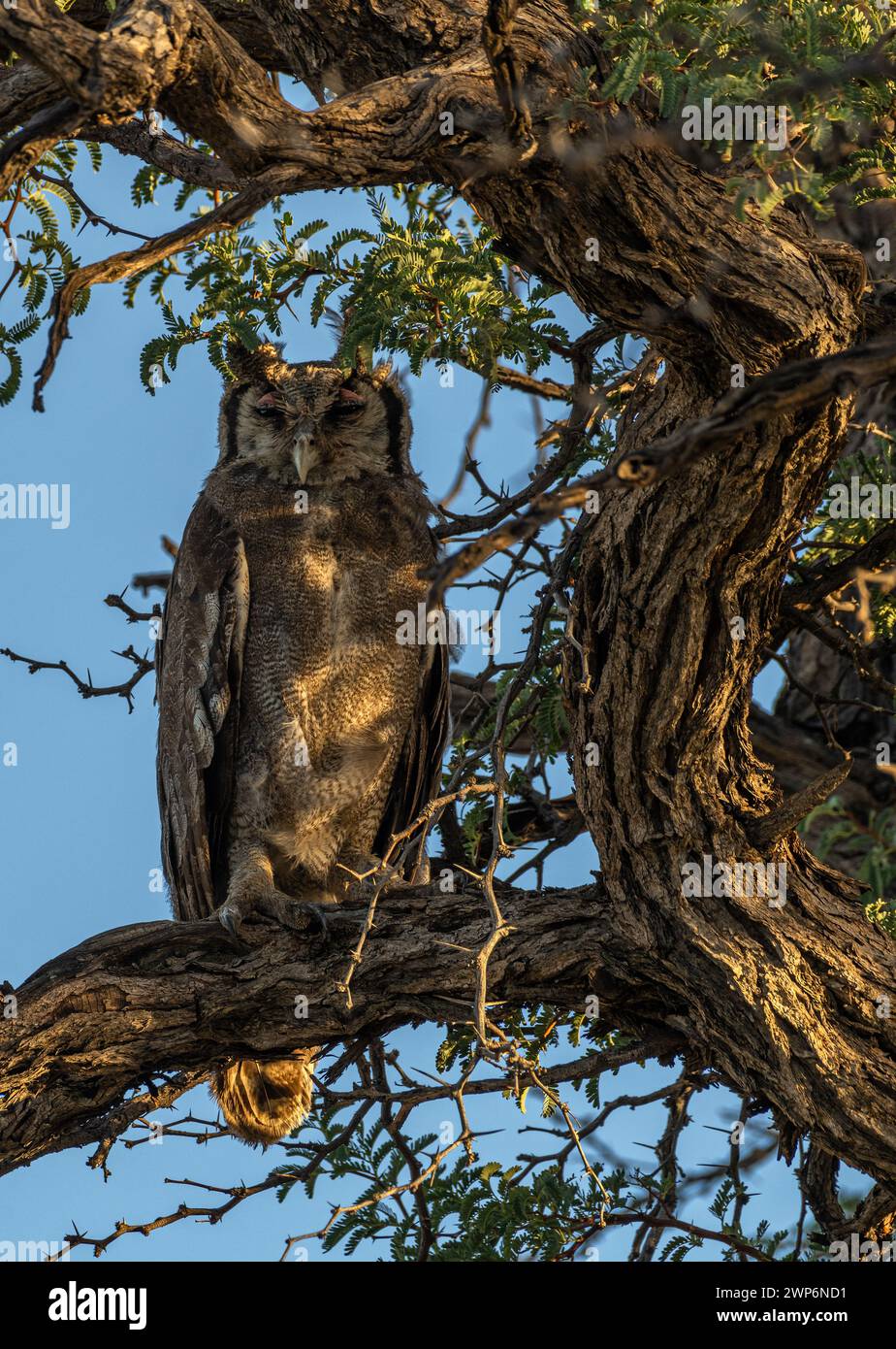 Cape eagle-owl on the branch of an acacia tree Stock Photo - Alamy