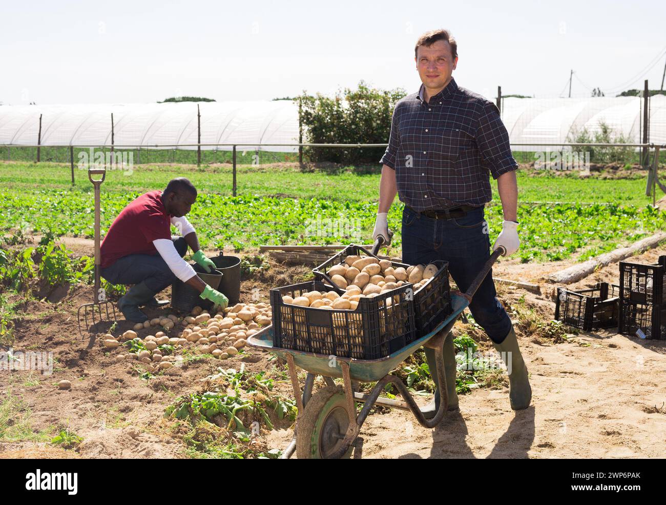 Hired worker transport potatoes in a garden wheelbarrow Stock Photo - Alamy