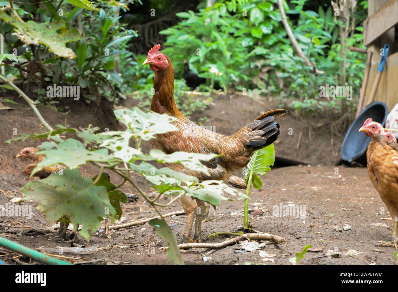 Photo of some native chickens Stock Photo - Alamy