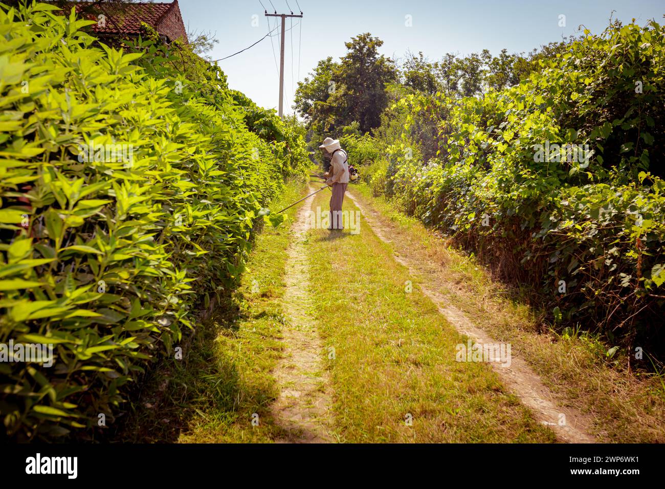 Gardener is wearing protective overall and cutting grass in his yard ...