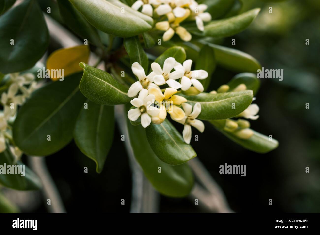 Pittosporum tobira sweet-smelling flowering plant. Australian laurel ...