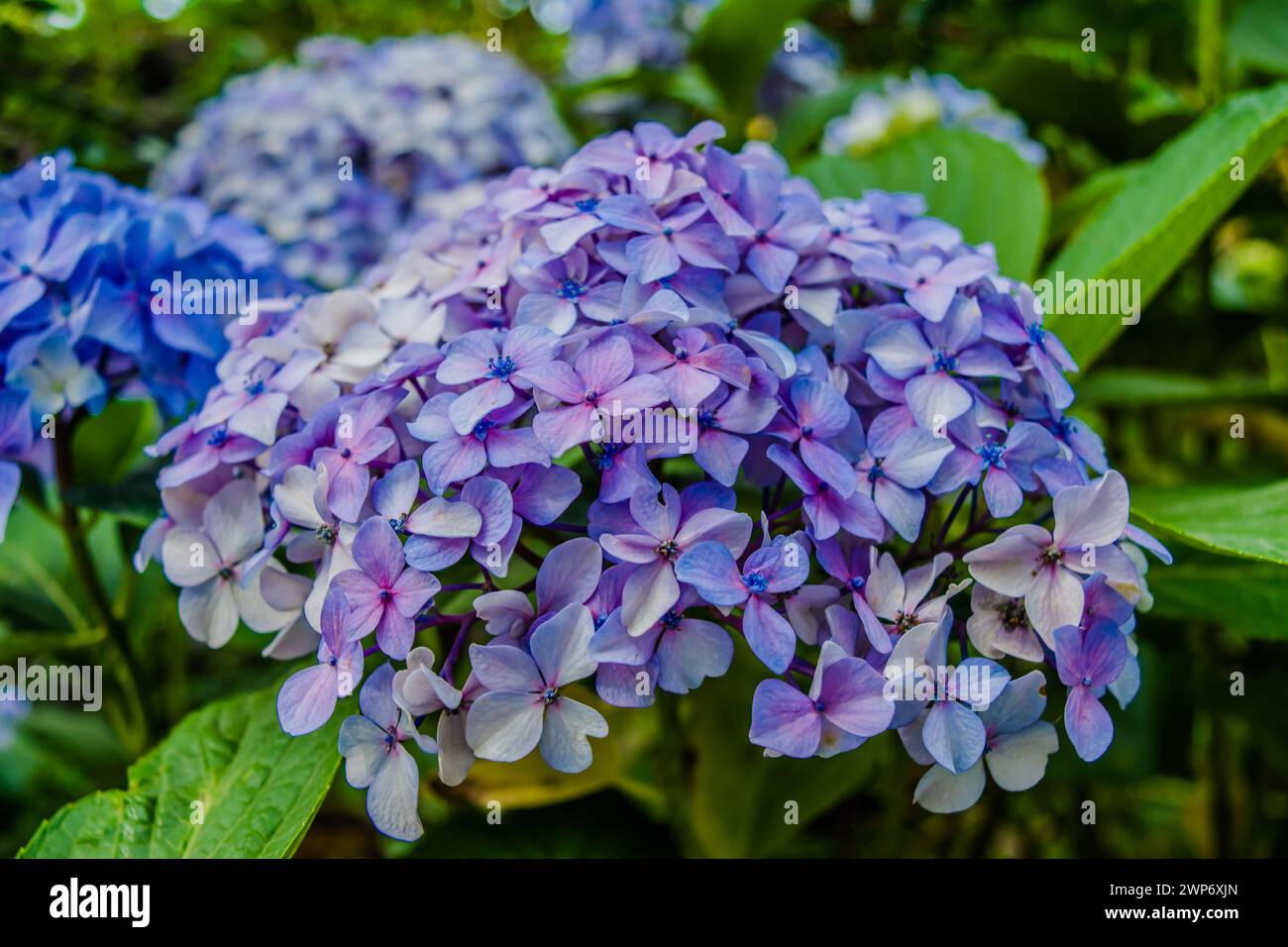 Blue Hydrangea or hortensia flowers (Hydrangea Macrophylla). Macro ...