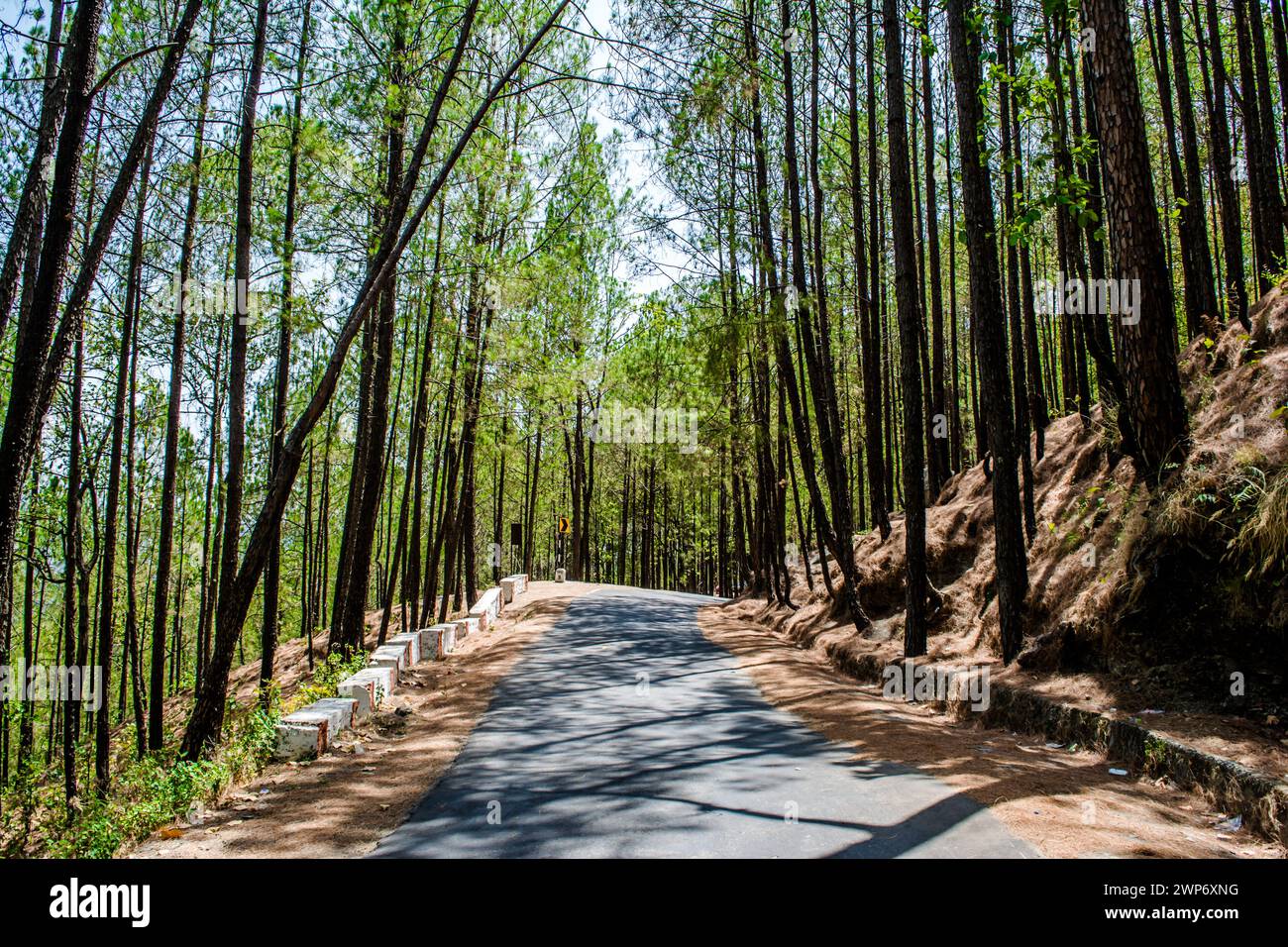 The beauty of Road on the hills of Lansdowne with Deodar trees. Pine ...