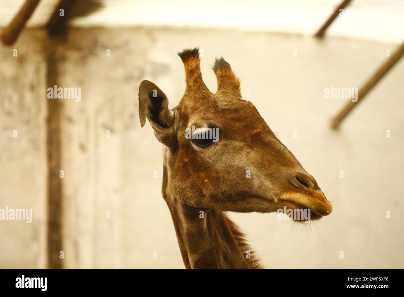 The giraffe's head features Stock Photo - Alamy