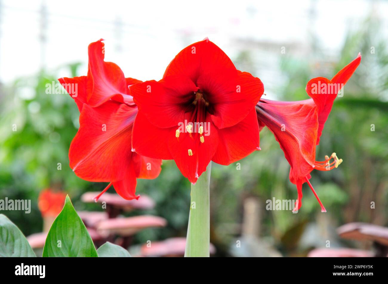 The beautiful red flowers Stock Photo - Alamy