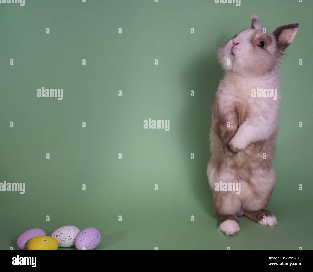 The Easter Bunny stands on its hind legs on a green background with ...