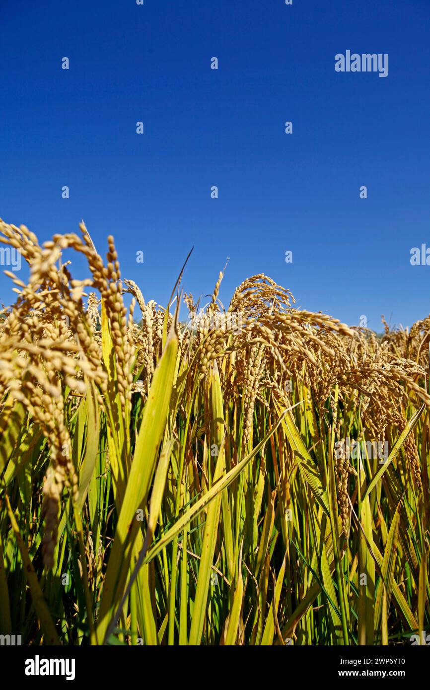 The autumn rice fields Stock Photo - Alamy