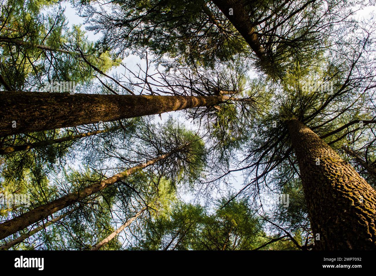 Deodar or Pine trees of Lansdowne Uttarakhand. A Scenic beauty in ...
