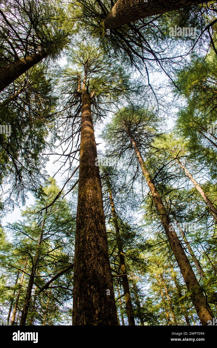 Deodar or Pine trees of Lansdowne Uttarakhand. A Scenic beauty in ...