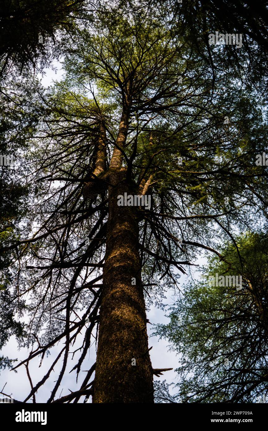 Deodar or Pine trees of Lansdowne Uttarakhand. A Scenic beauty in ...