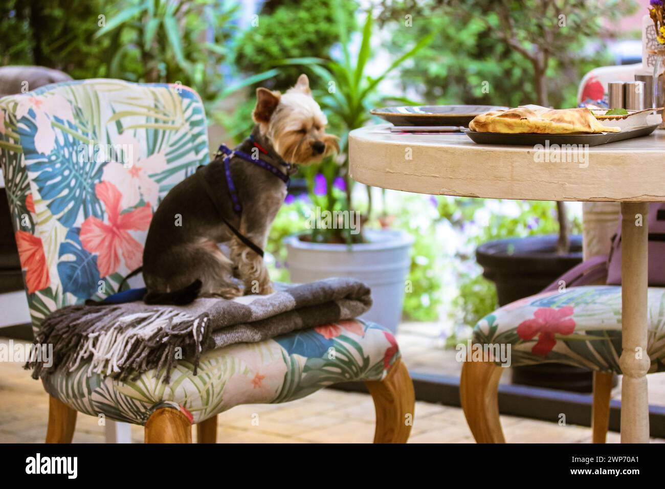 A funny cute little Yorkshire Terrier dog sits on a chair at round ...