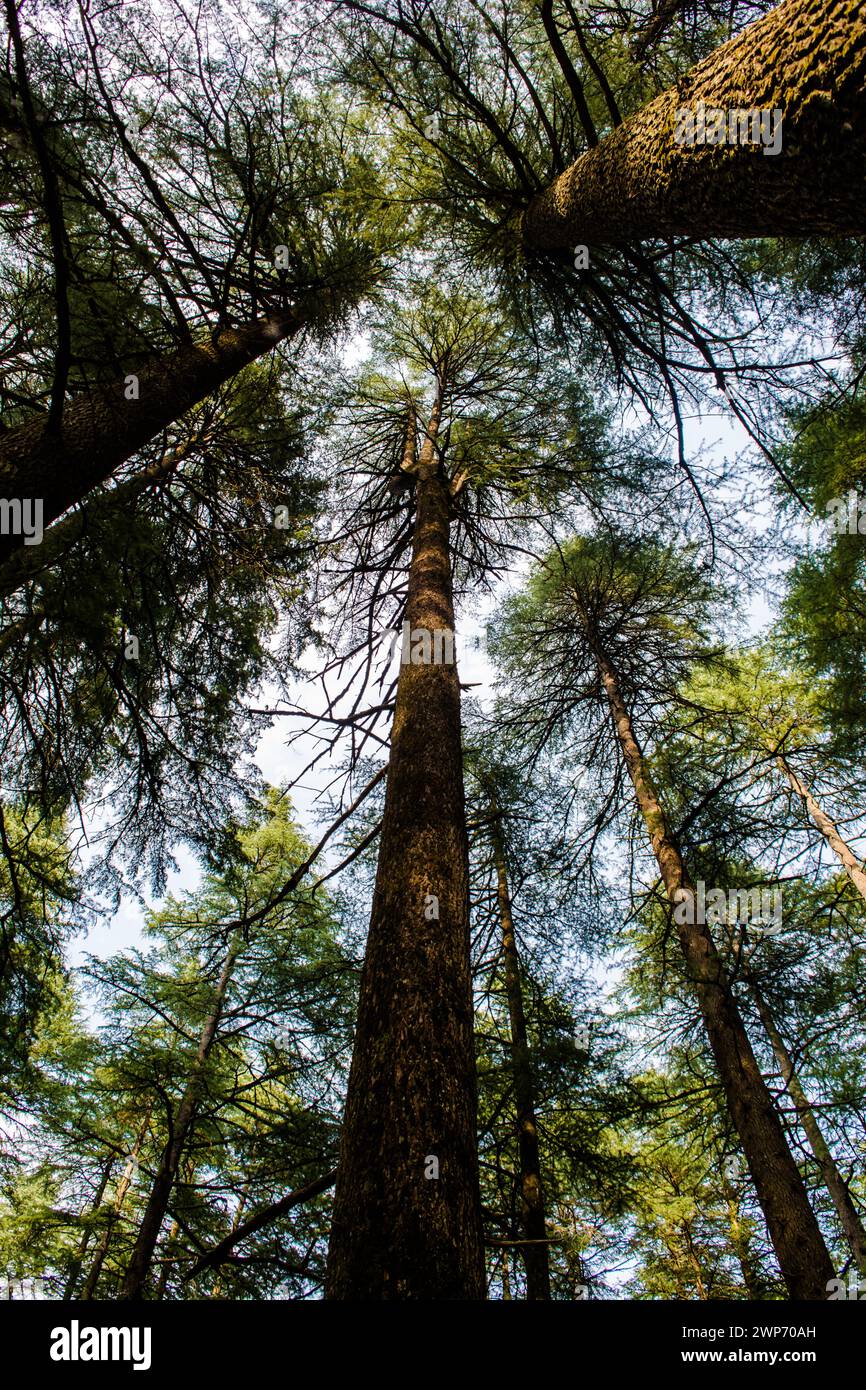 Deodar or Pine trees of Lansdowne Uttarakhand. A Scenic beauty in ...