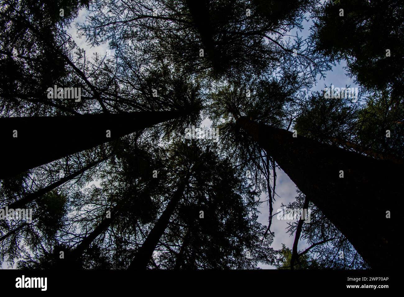 Deodar or Pine trees of Lansdowne Uttarakhand. A Scenic beauty in ...