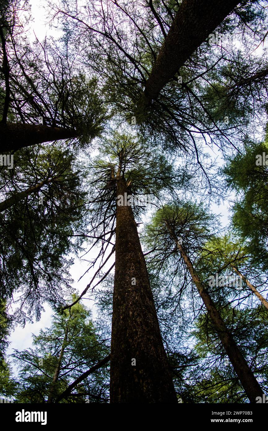Deodar or Pine trees of Lansdowne Uttarakhand. A Scenic beauty in ...