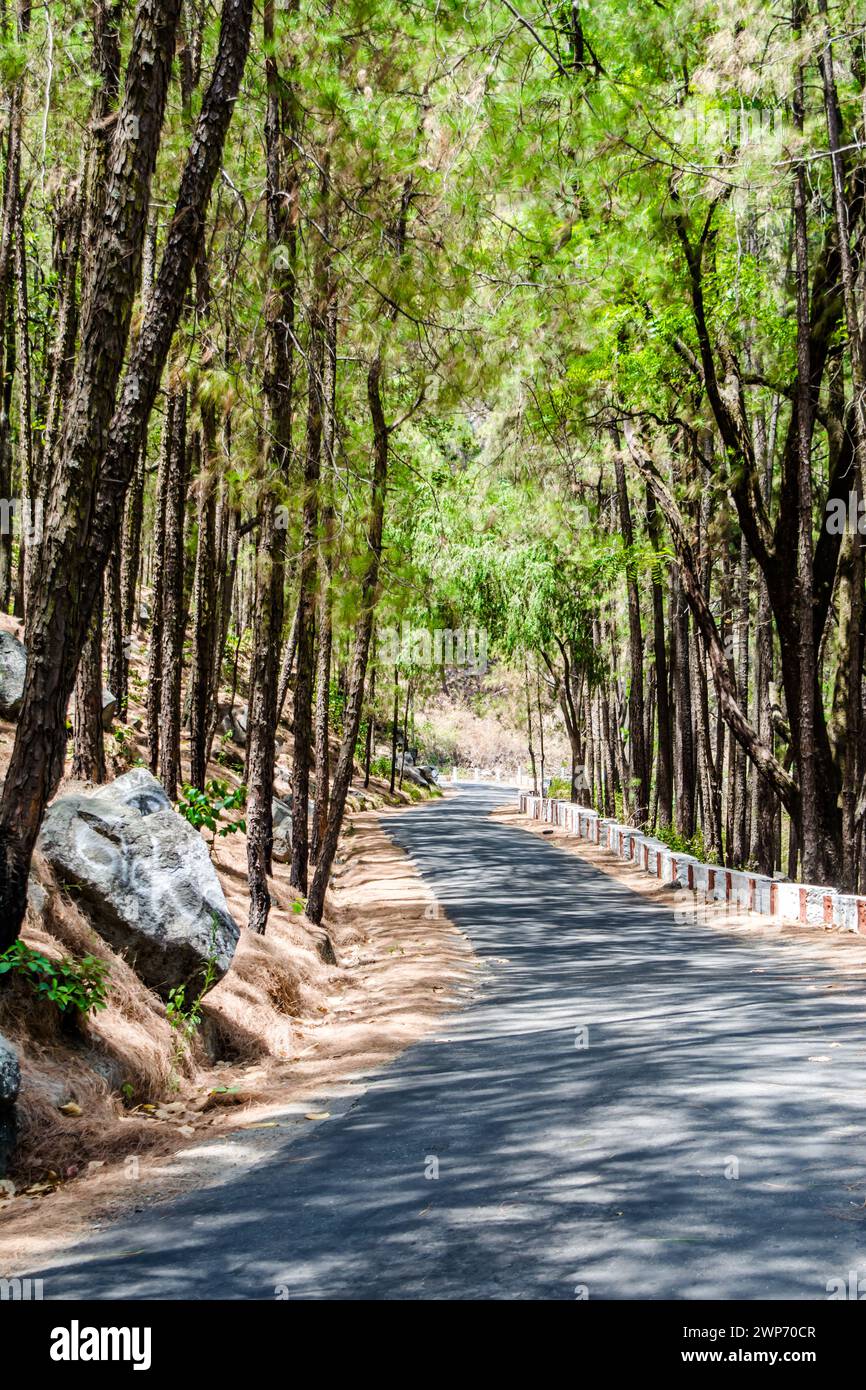 The beauty of Road on the hills of Lansdowne with Deodar trees. Pine ...